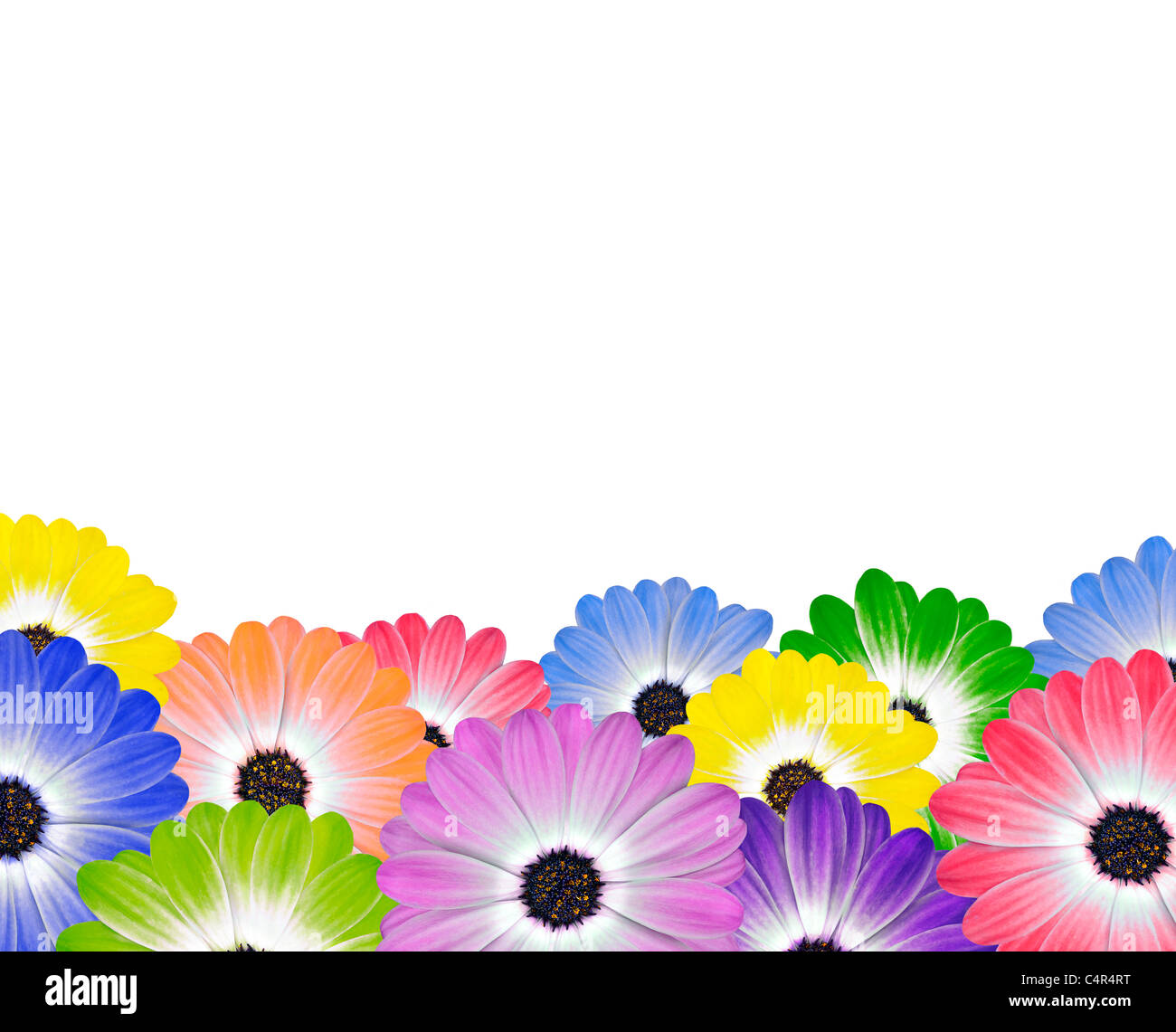 Row of Colorful Daisy Isolated on White Background with Space for Text ...