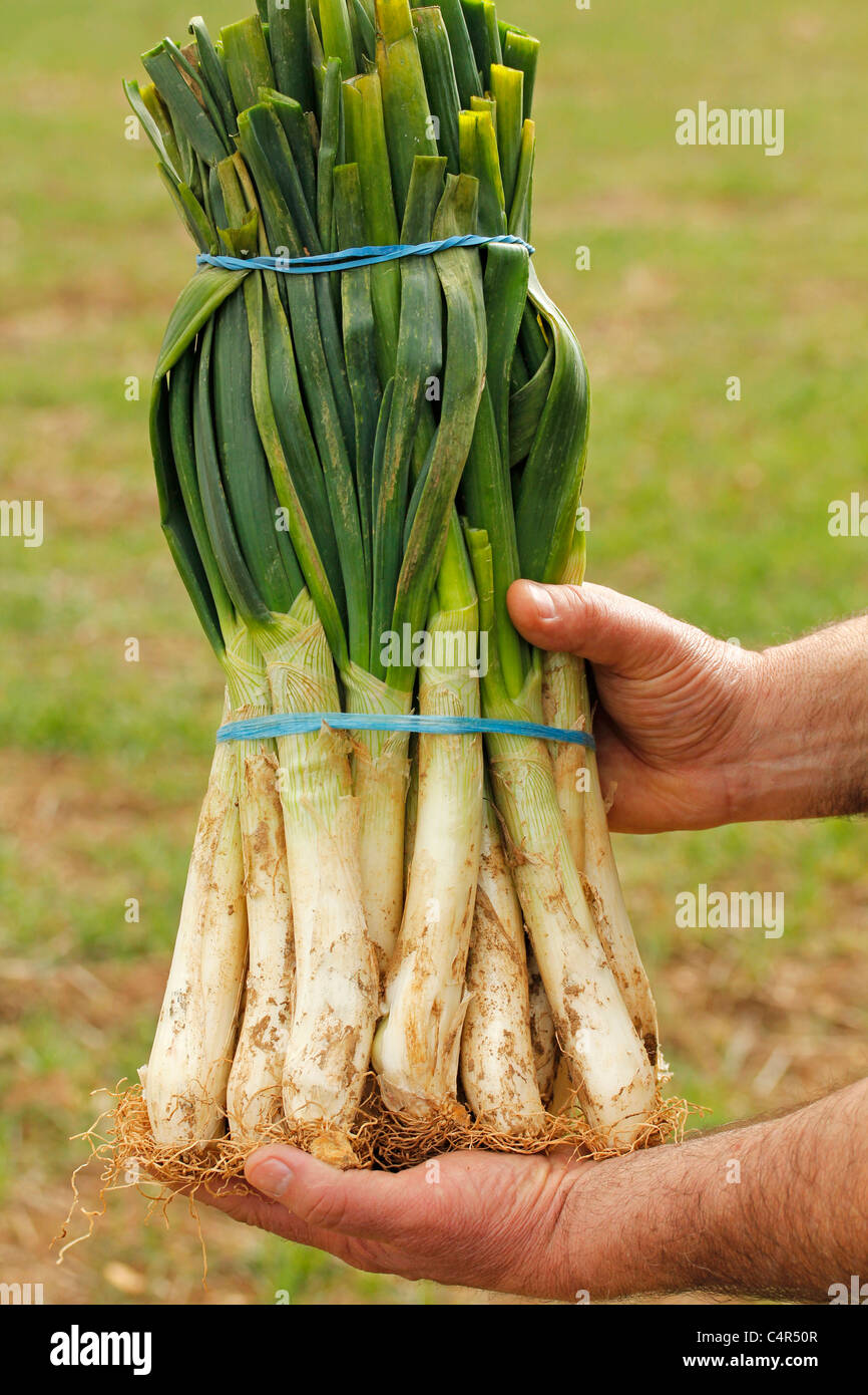 Calcot onion farming spain hi-res stock photography and images - Alamy