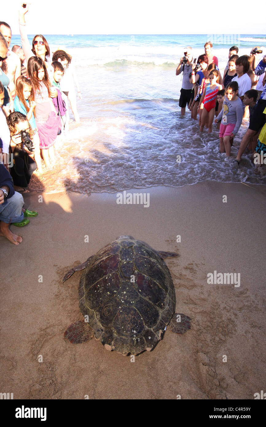 A crowd of people watch as a female loggerhead sea turtle makes her way ...