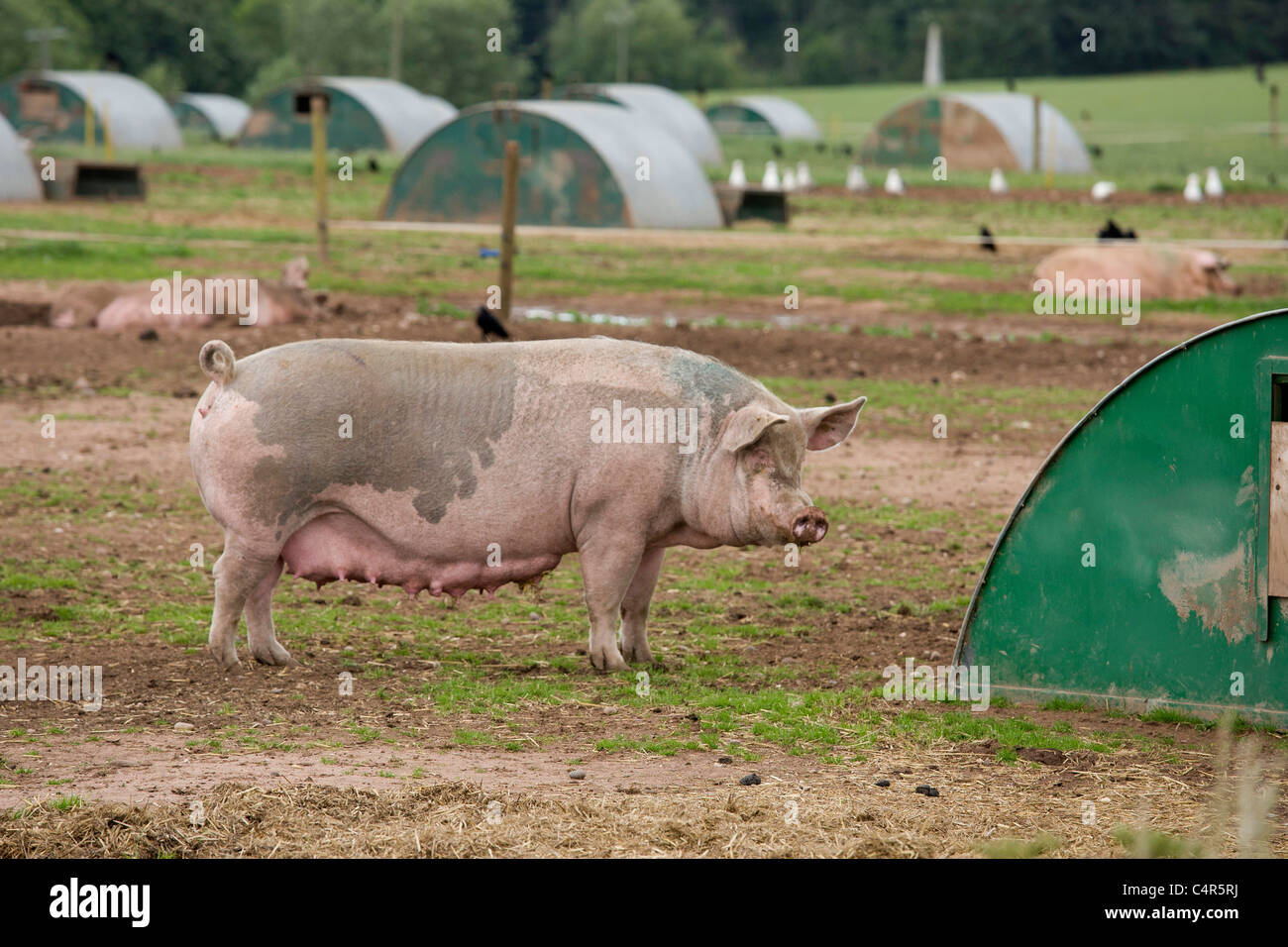 Pigs at Packington Pig farm, near Tamworth, Staffordshire Stock Photo ...
