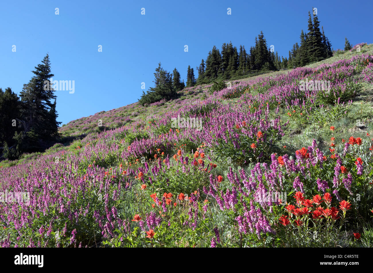 Field of wildflowers, Badger Valley, Olympic National Park, Washington ...