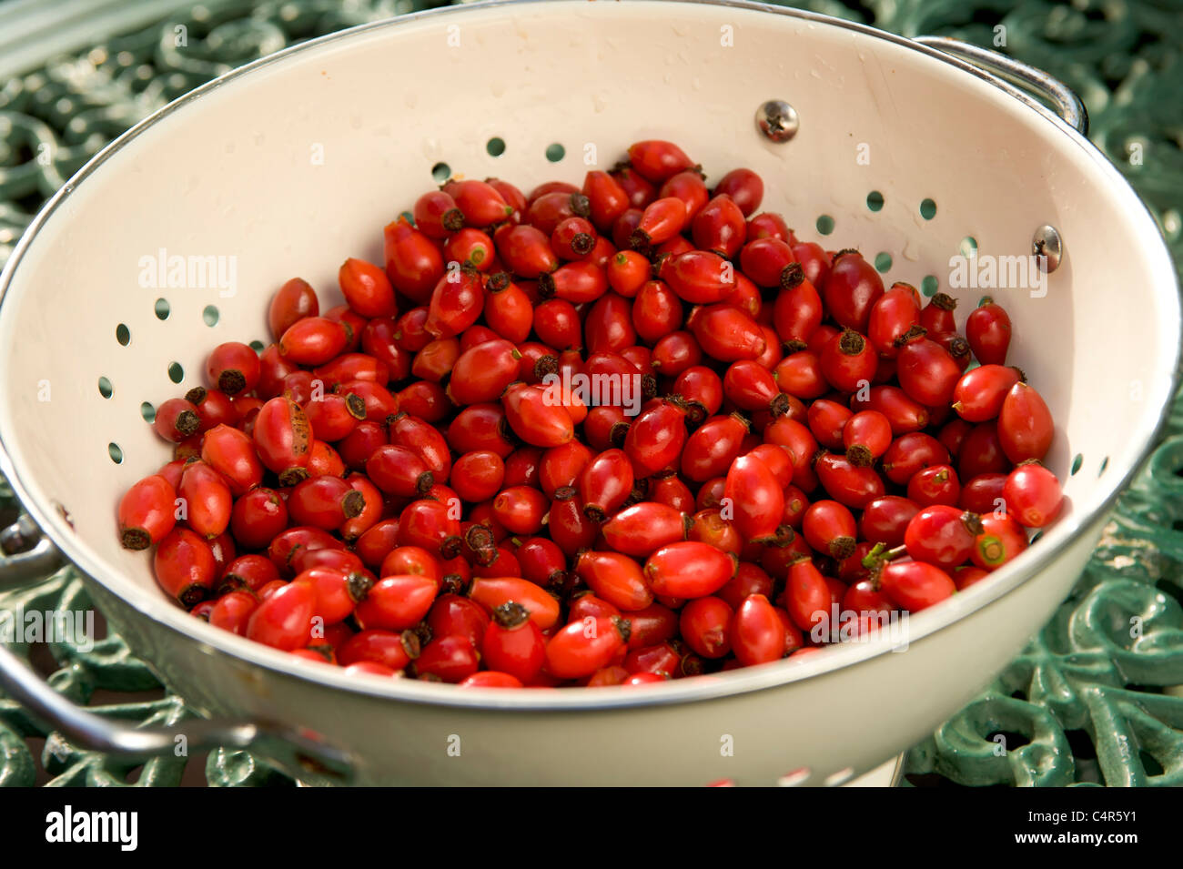 Rose hips in white colander on a green metal garden table Stock Photo ...