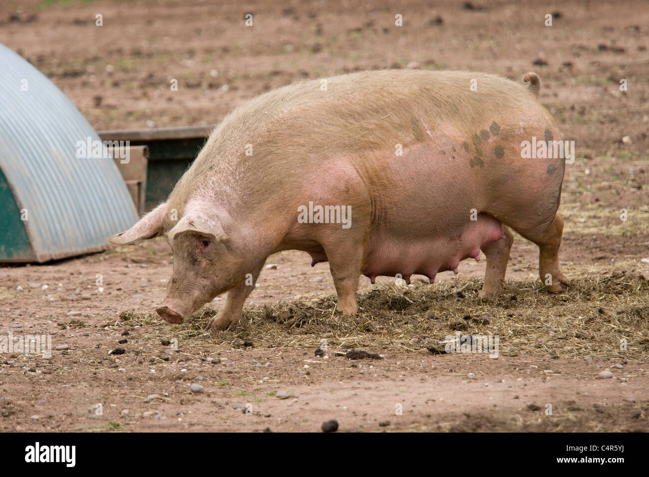 Pigs at Packington Pig farm, near Tamworth, Staffordshire Stock Photo ...