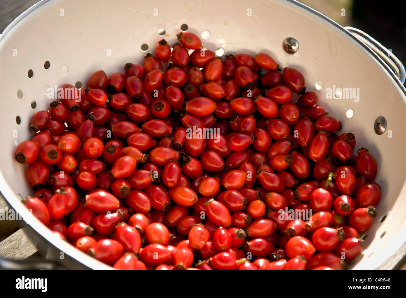 Freshly picked rose hips in white colander Stock Photo - Alamy