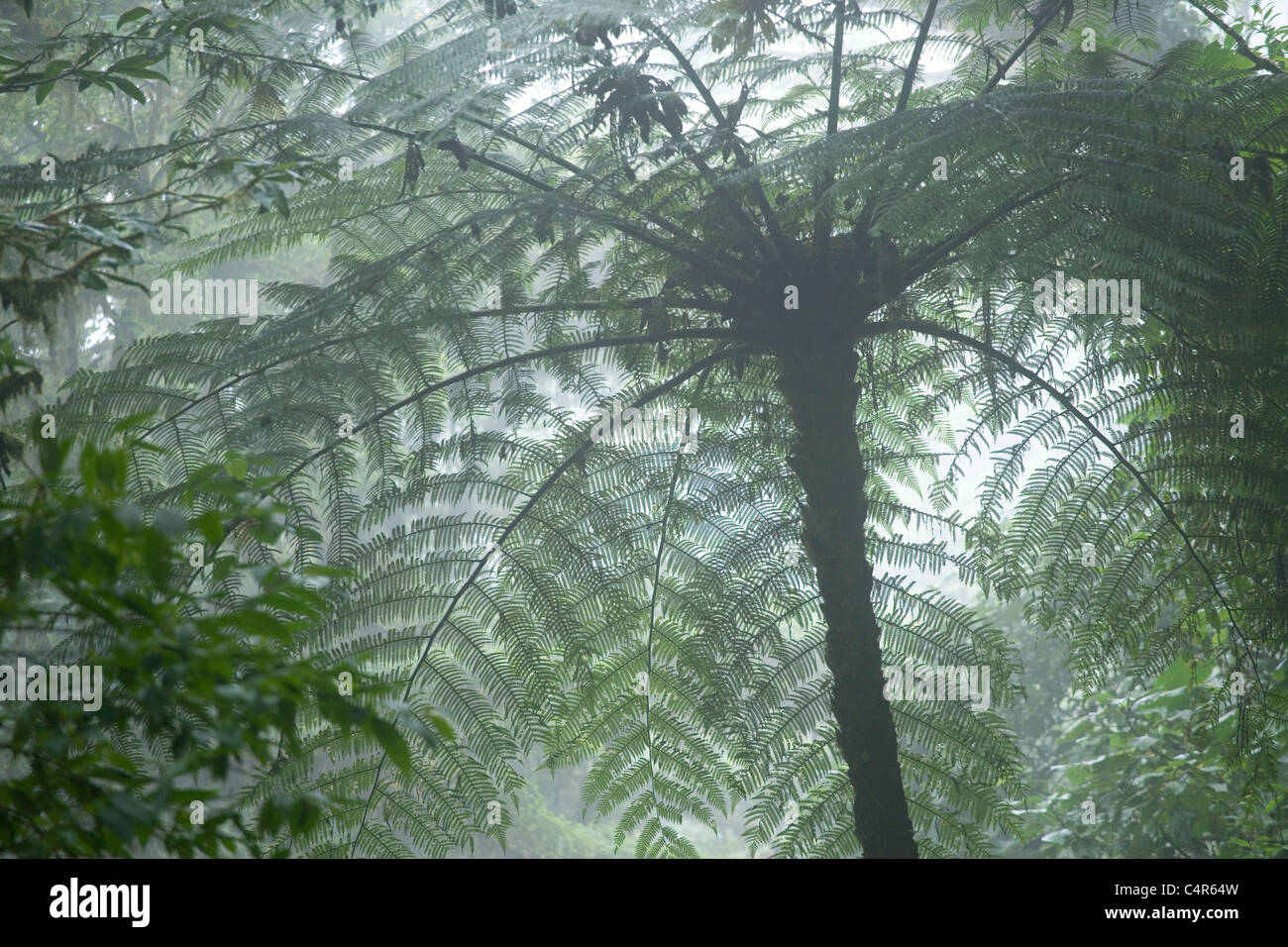 Forest ceiling, Cloud Forest, Costa Rica Stock Photo - Alamy
