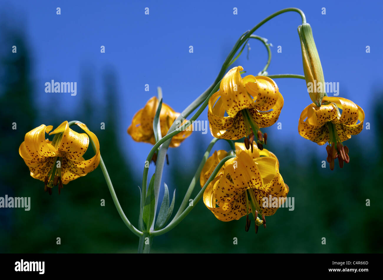 Columbia tiger lily, Olympic Peninsula, Washington, USA Stock Photo - Alamy