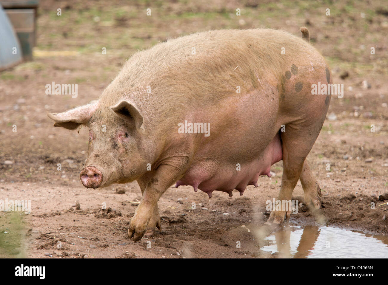 Pigs at Packington Pig farm, near Taworth, Staffordshire Stock Photo ...