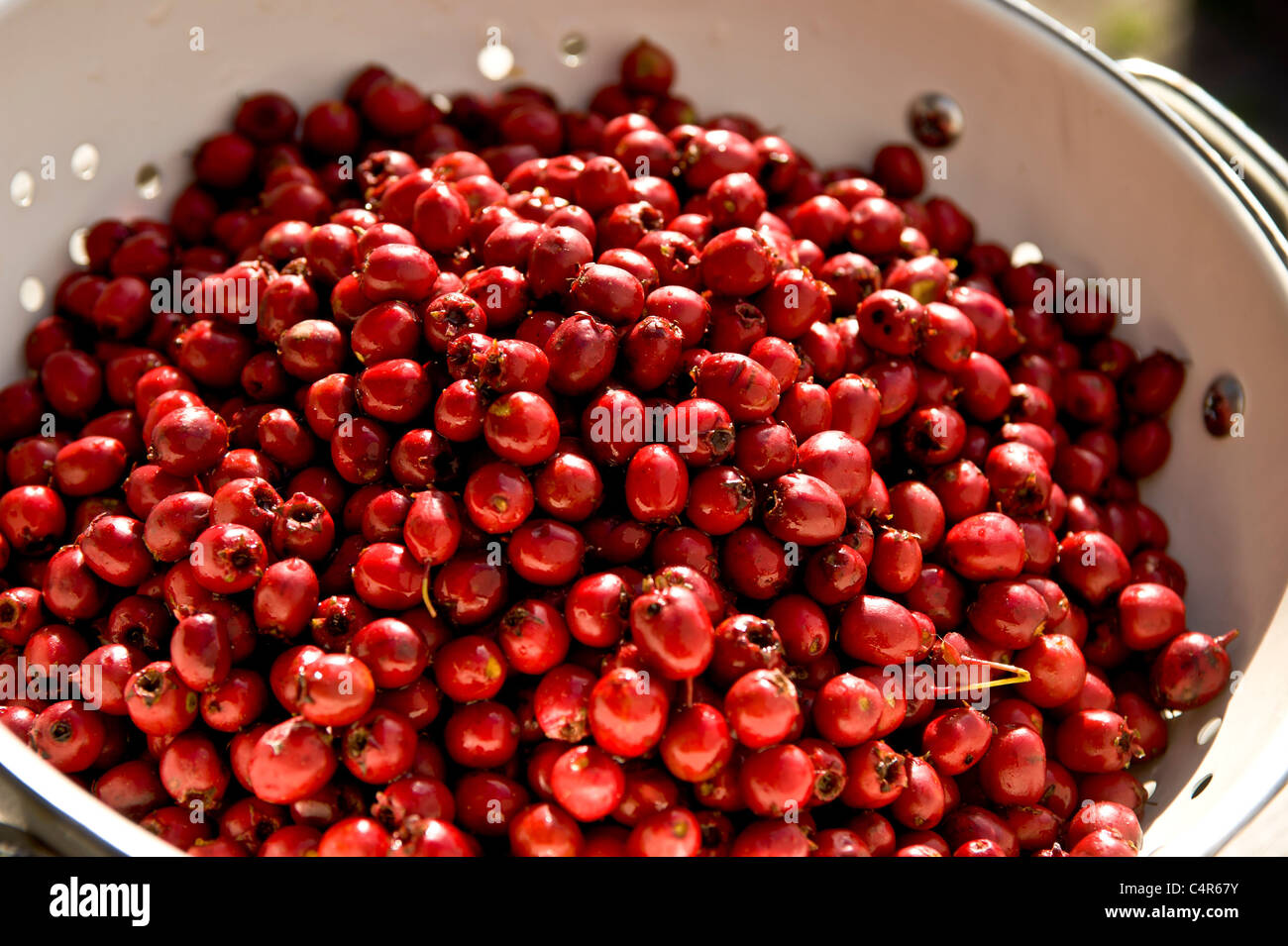 Harvested haw berries in a white colander Stock Photo - Alamy