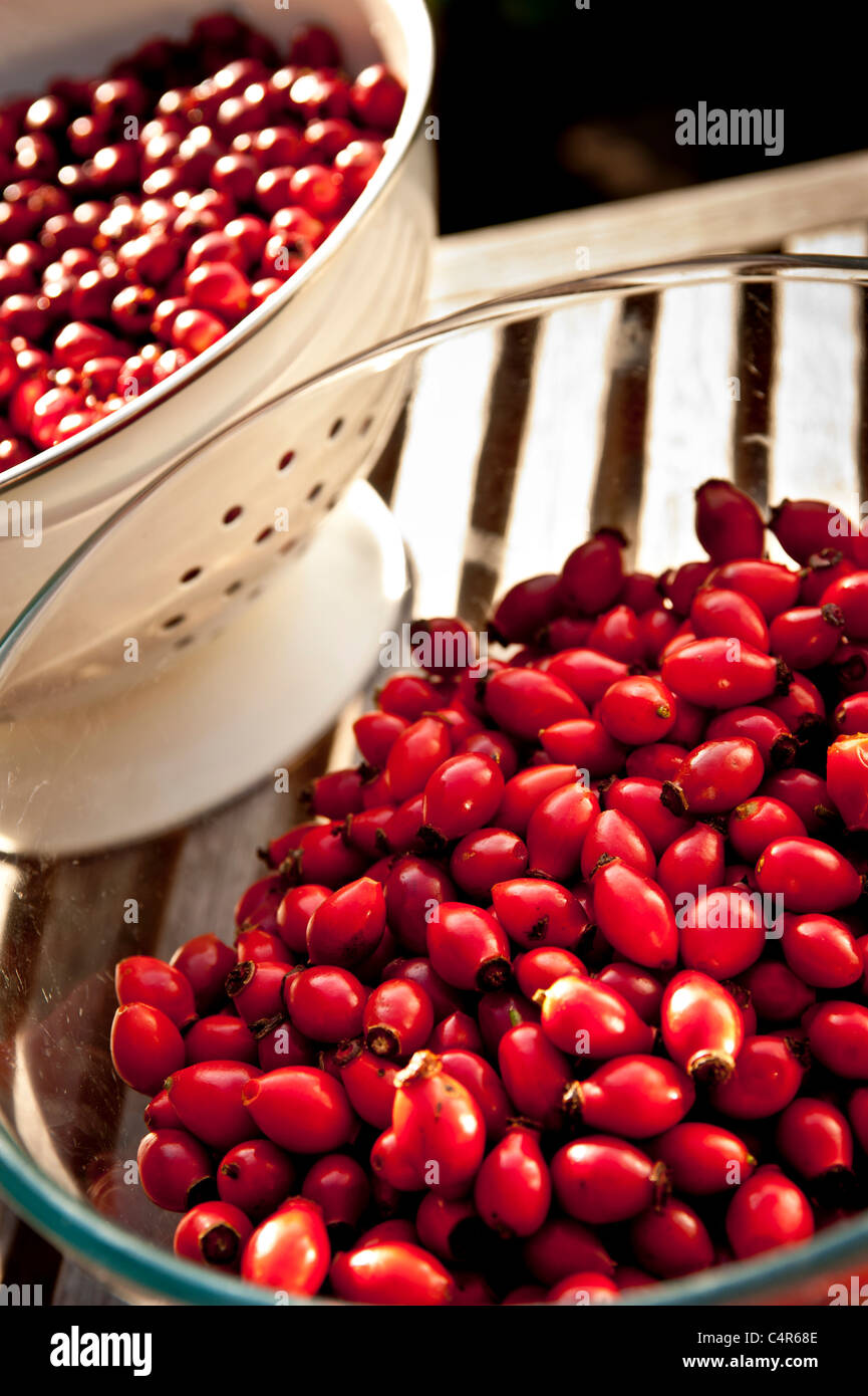 Harvested rose hips and haw berries hi-res stock photography and images ...