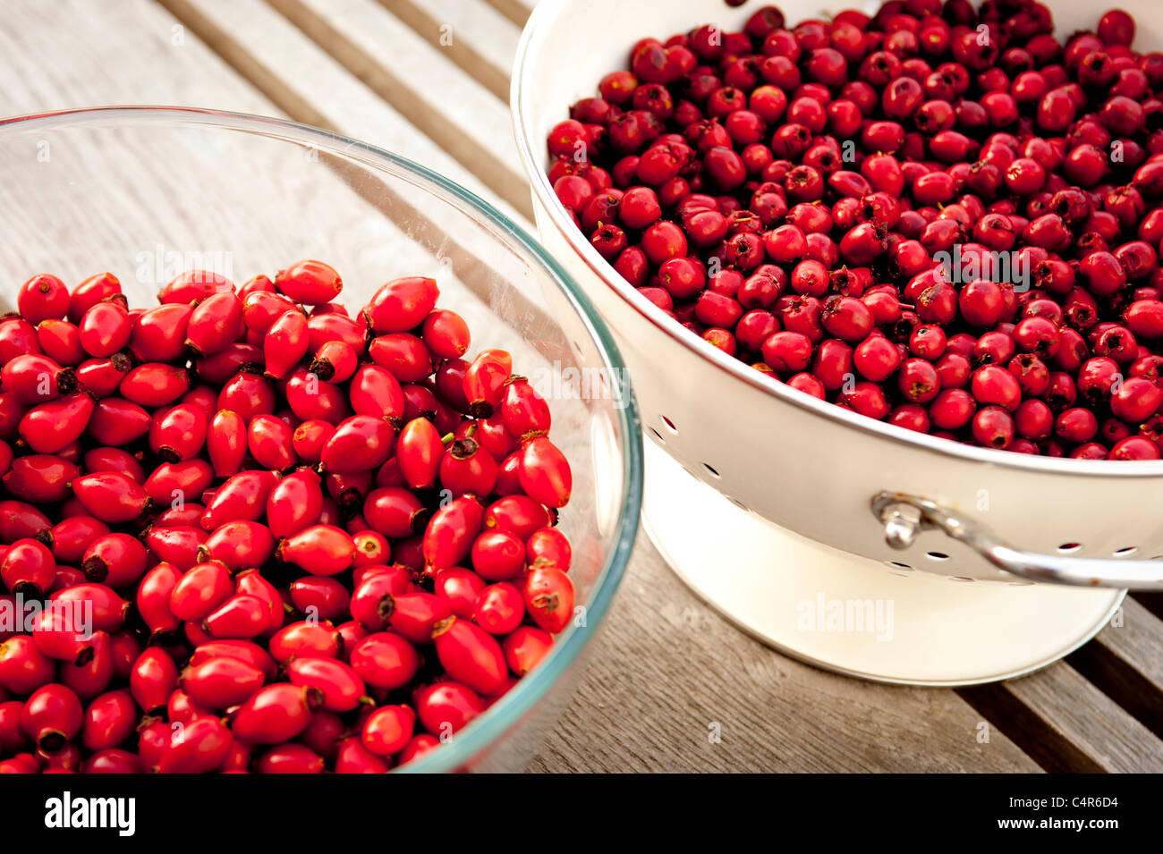 Rose haw berries hi-res stock photography and images - Alamy