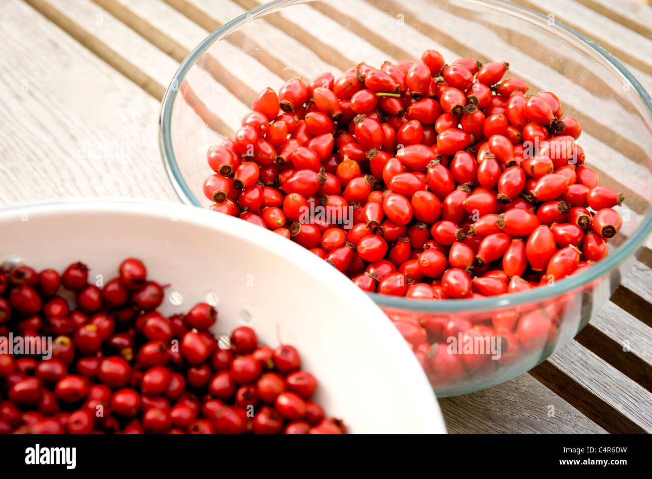 Harvested rose hips and haw berries Stock Photo - Alamy