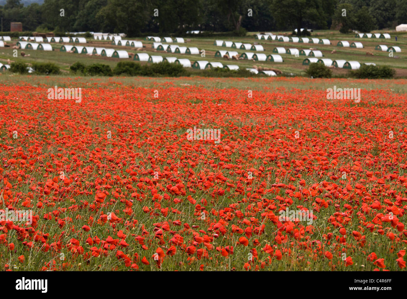 Poppies in a field in Packington, infront of Packington pig farm ...