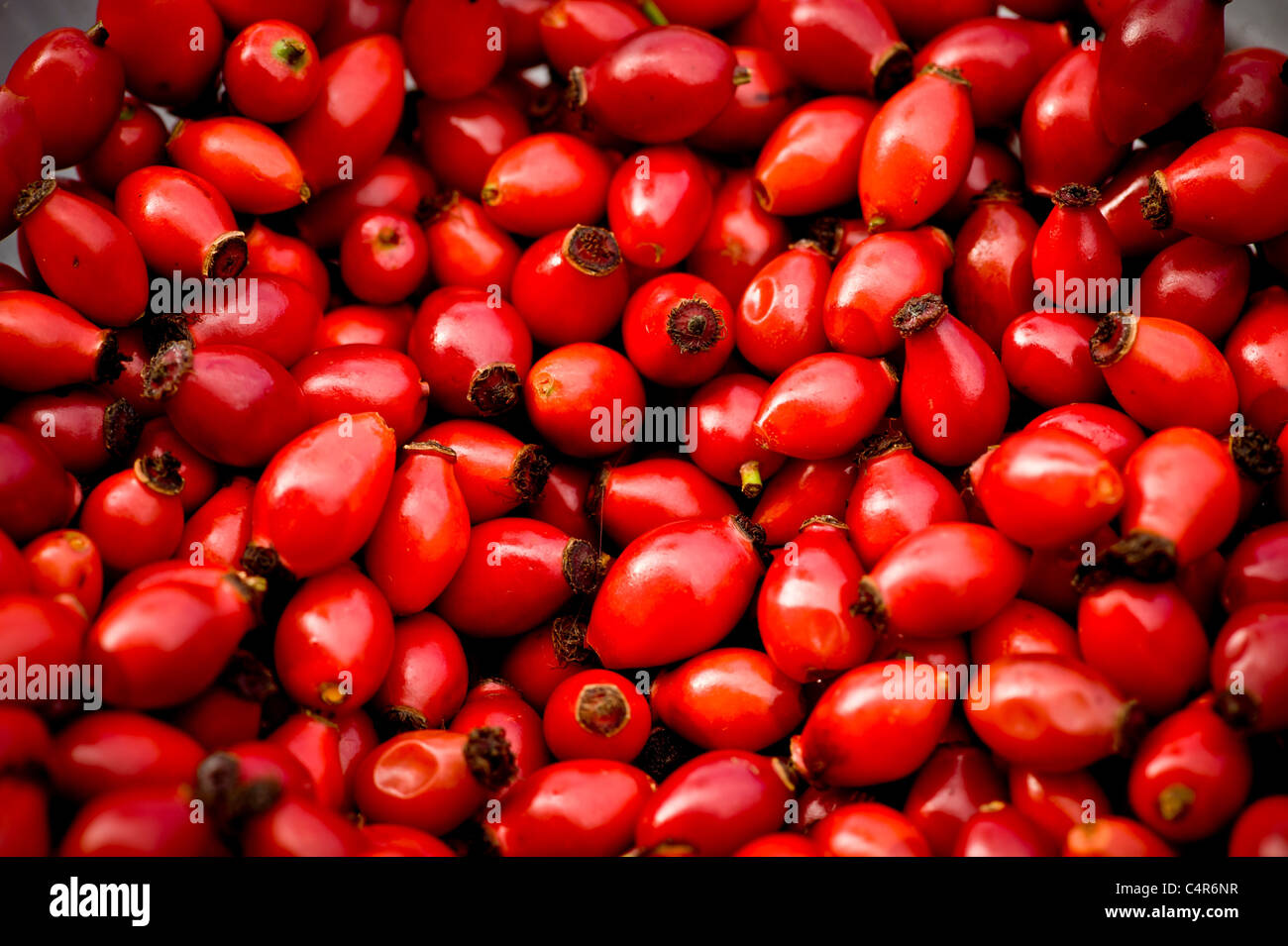 Foraged rose hips hi-res stock photography and images - Alamy