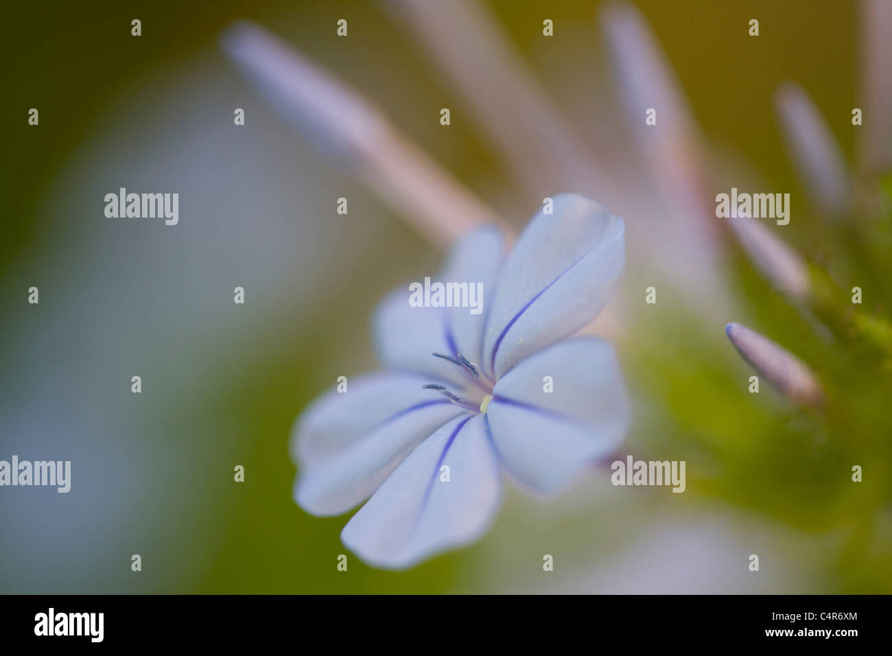 Blue jasmine hi-res stock photography and images - Alamy