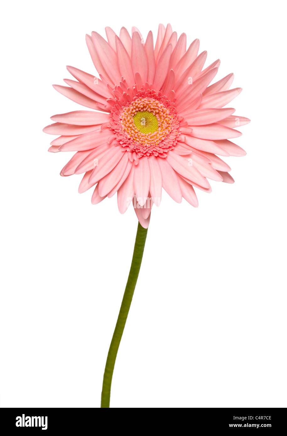 gerber flower in pot Stock Photo - Alamy