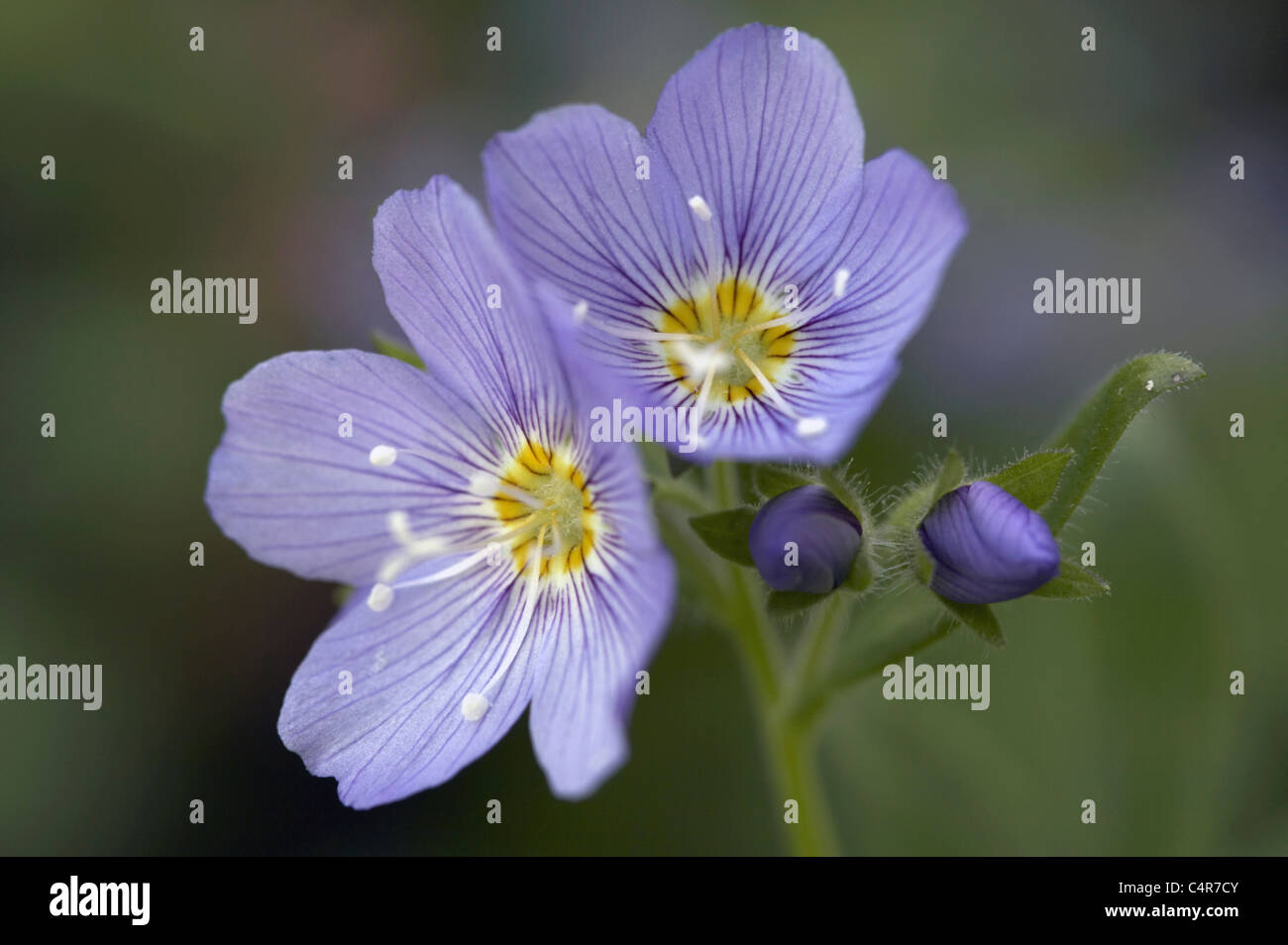 Jacobs flower hi-res stock photography and images - Alamy