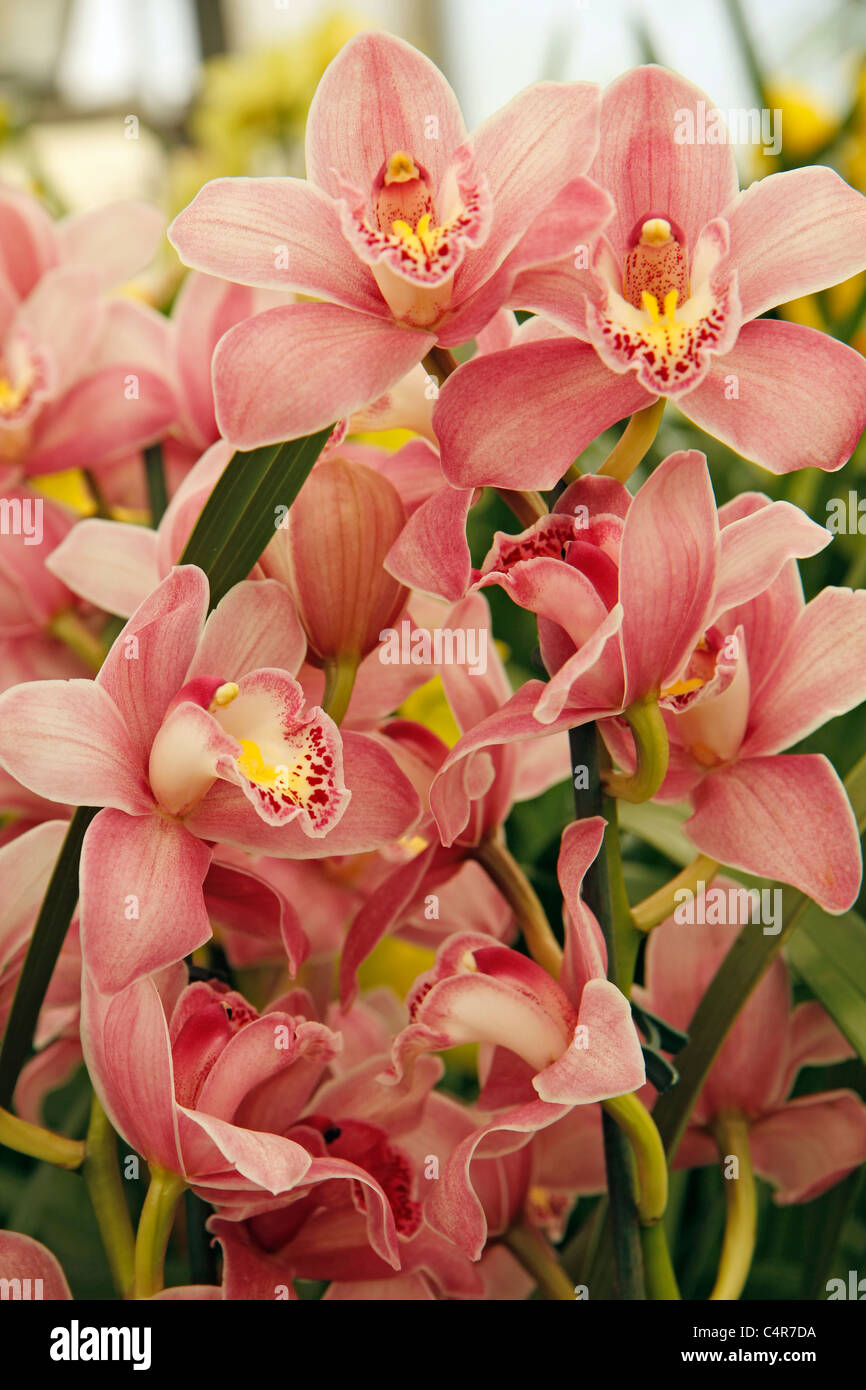 Orchid. Cymbidium sp Stock Photo - Alamy