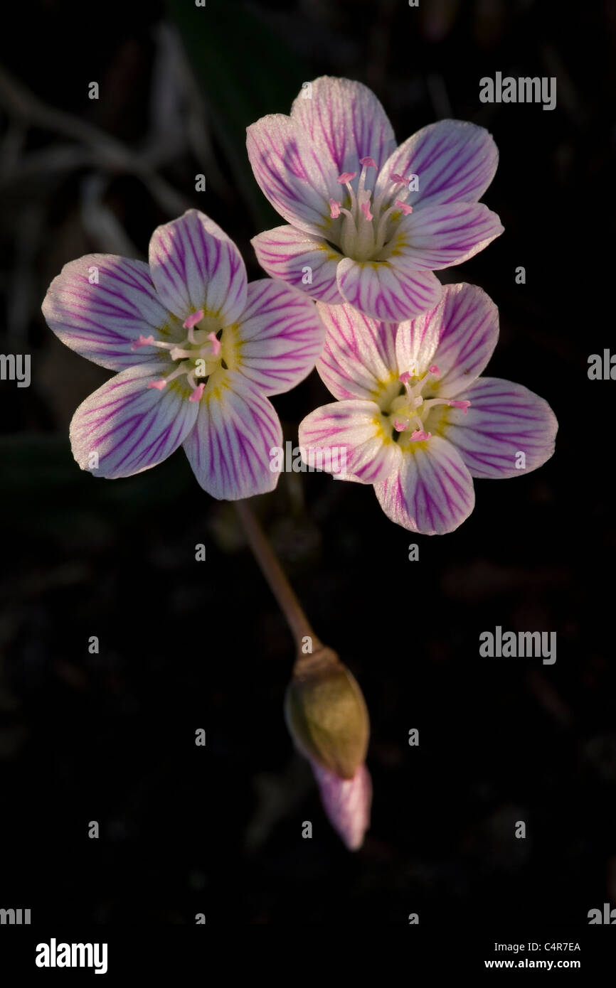 Eastern spring beauty flower, Ontario, Canada Stock Photo - Alamy