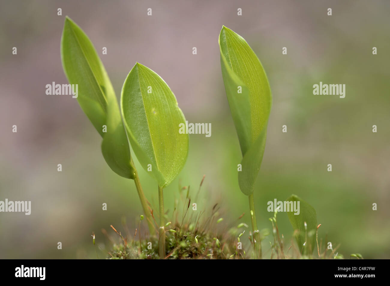 Close-up of spring first growth on forest floor, Ontario, Canada Stock ...