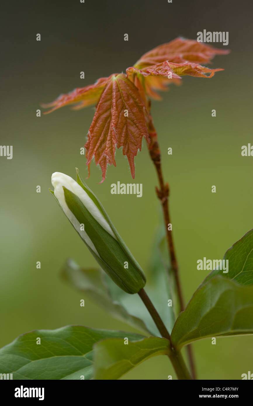 Trillium seedlings hi-res stock photography and images - Alamy