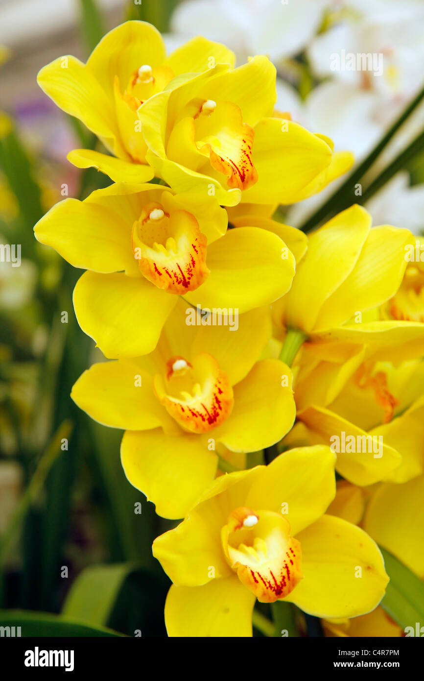 Orchid. Cymbidium sp Stock Photo - Alamy