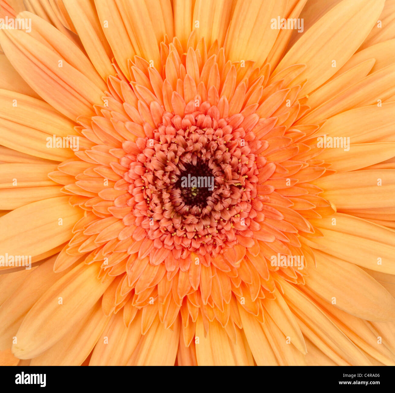 gerber flower in pot Stock Photo - Alamy