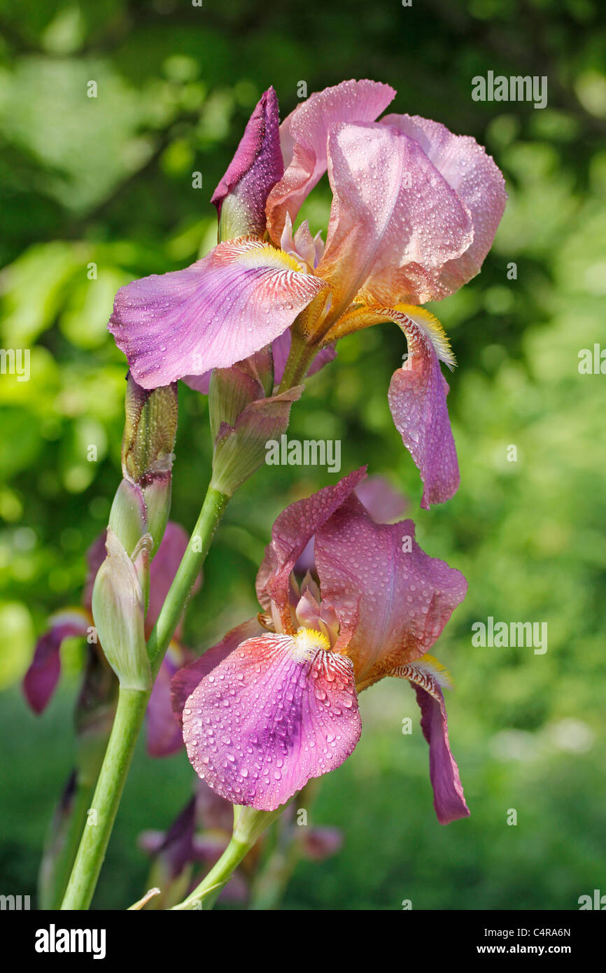 Pink iris blossoms hi-res stock photography and images - Alamy