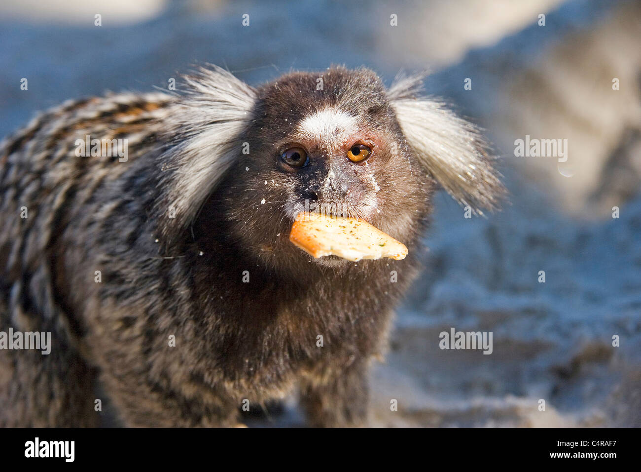 A sagui monkey eating, Lopez Mendez Beach, Ilha Grande, Rio de Janeiro ...