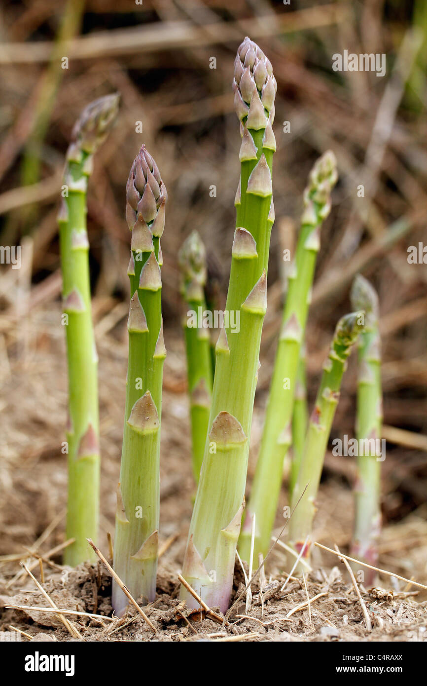 Asparagus vegetable edible food cooking cookery veg greens hi-res stock ...