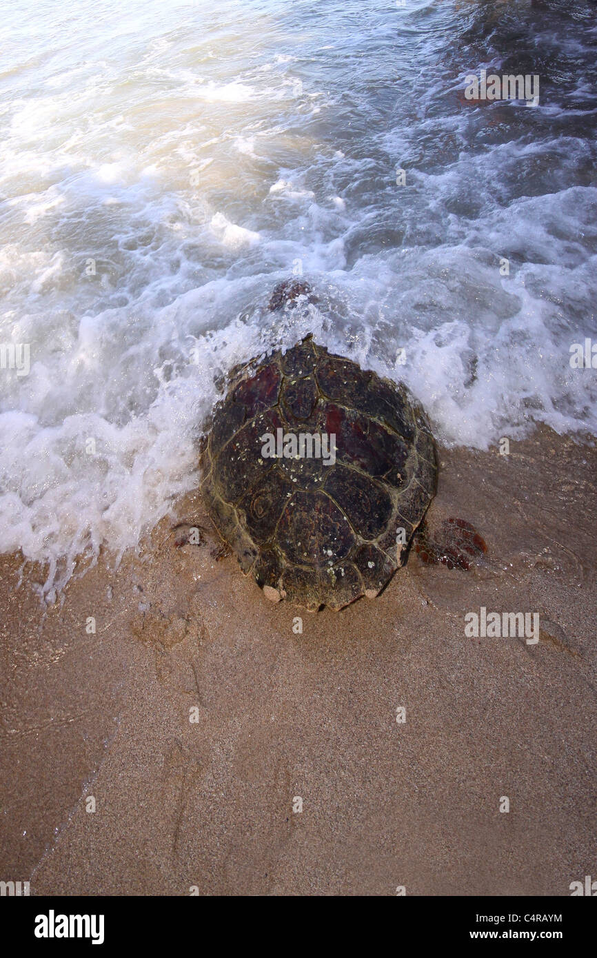 A female loggerhead sea turtle makes her way back to the Mediterranean ...