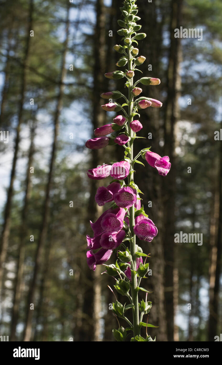 foxglove in woodland etherow country park Stock Photo - Alamy