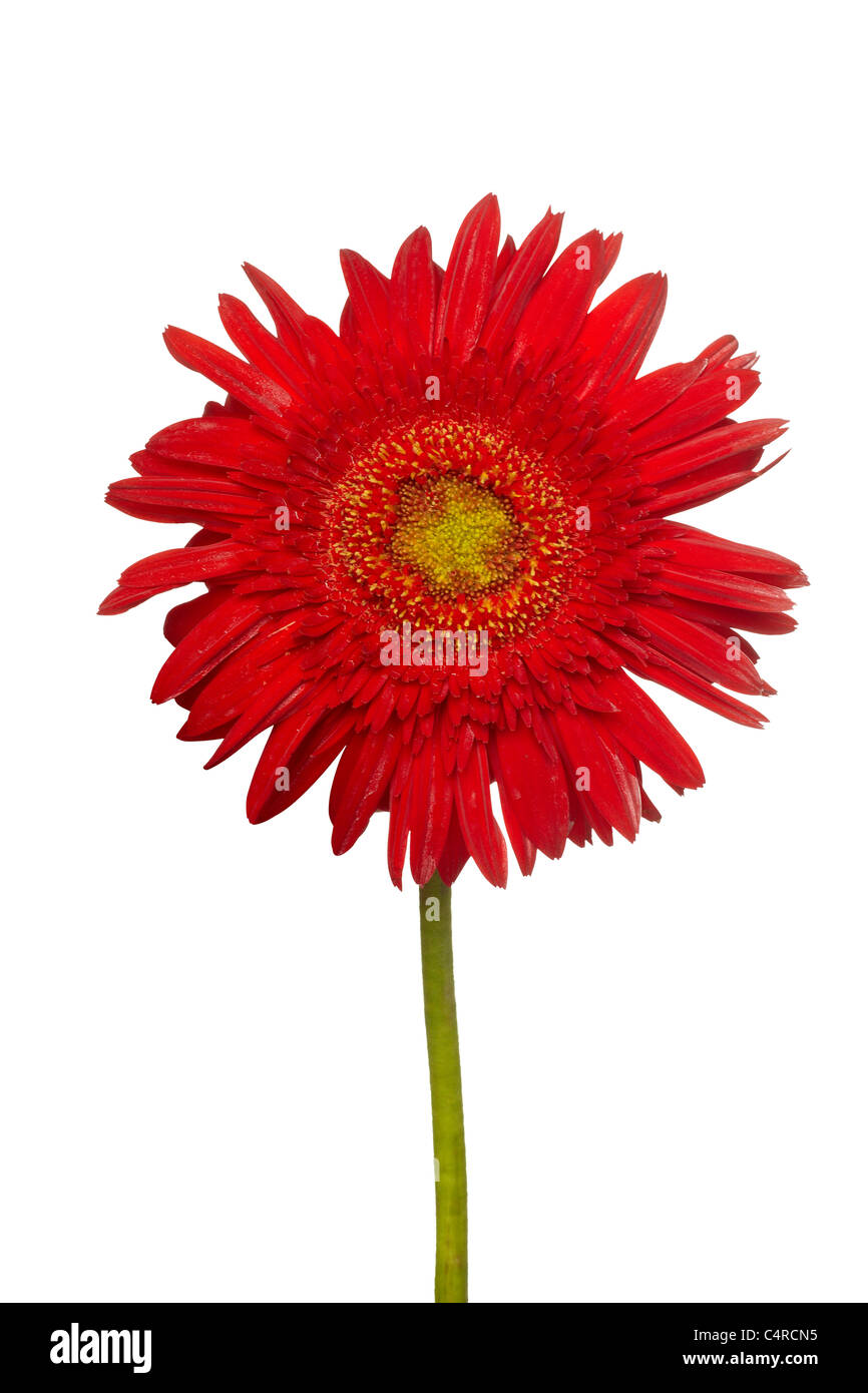 gerber flower in pot Stock Photo - Alamy
