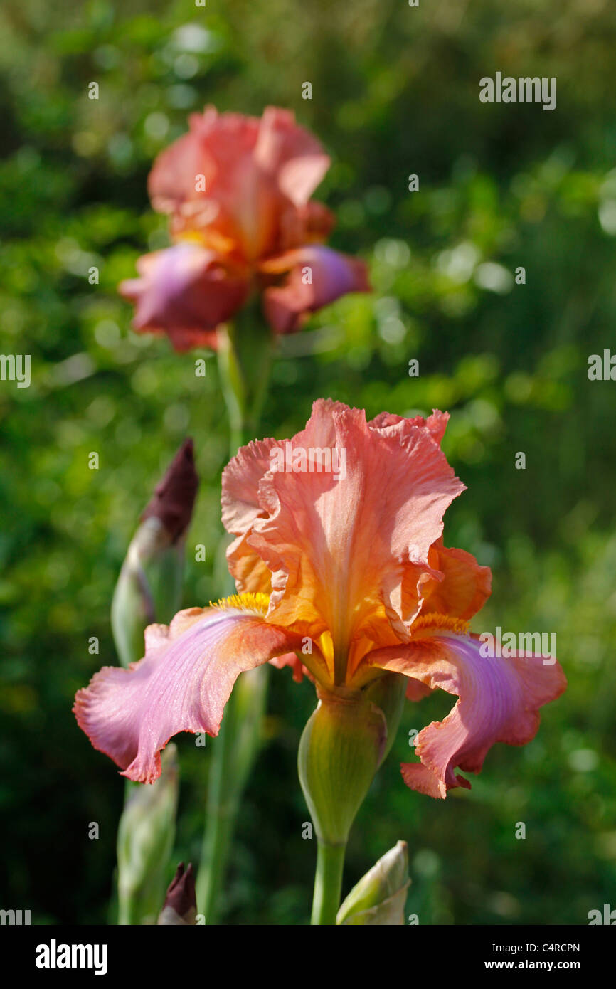Pink iris blossoms hi-res stock photography and images - Alamy