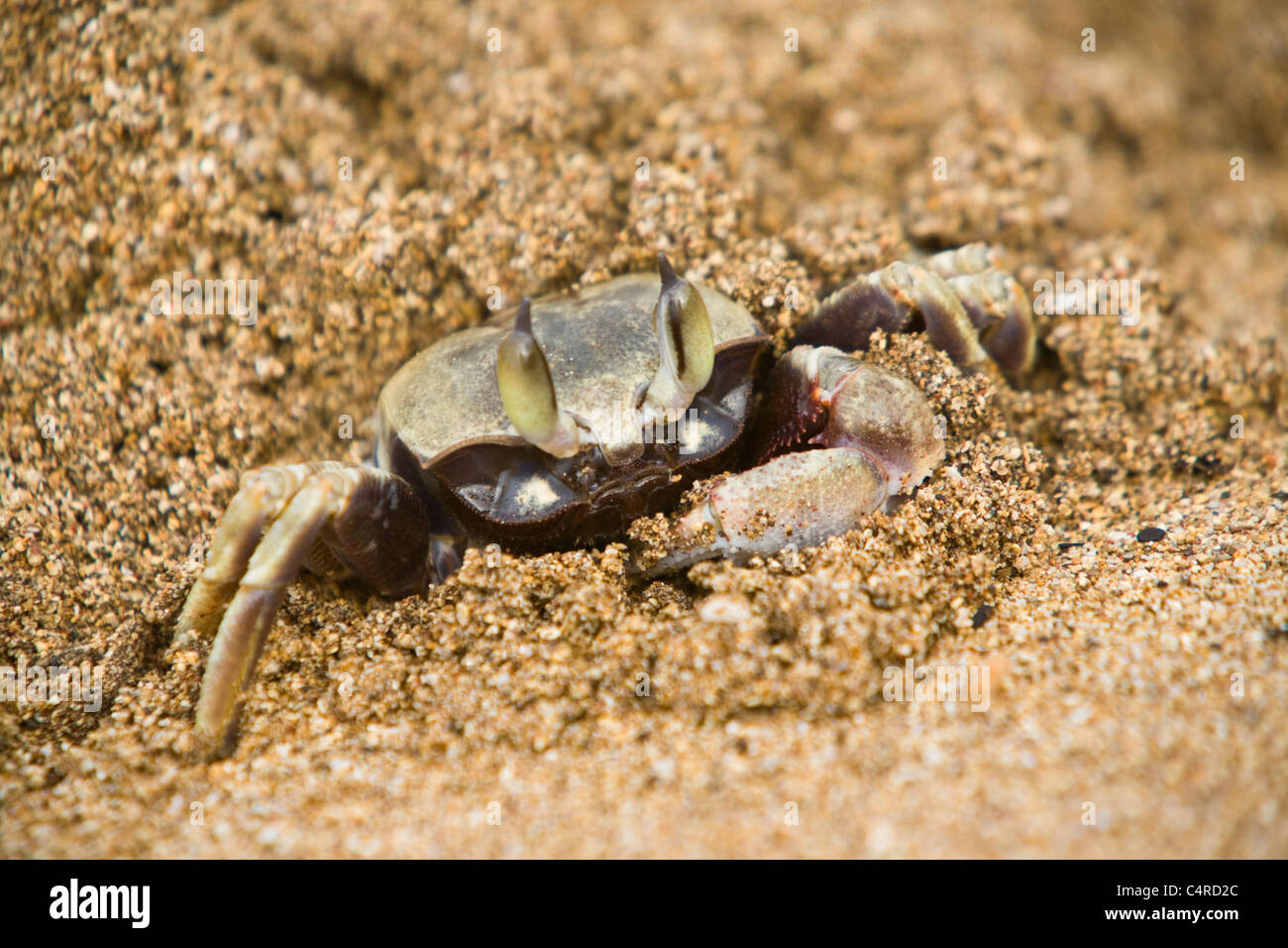 Hawaii sand crab hi-res stock photography and images - Alamy