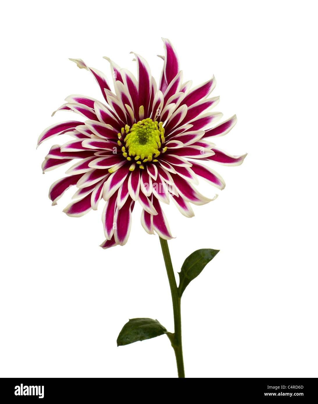 gerber flower in pot Stock Photo - Alamy
