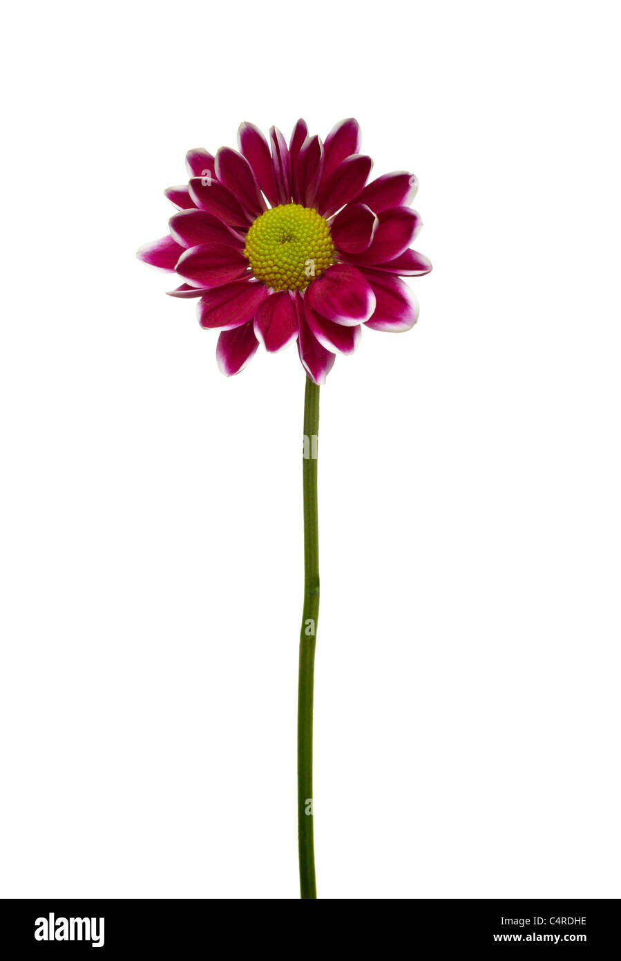 gerber flower in pot Stock Photo - Alamy