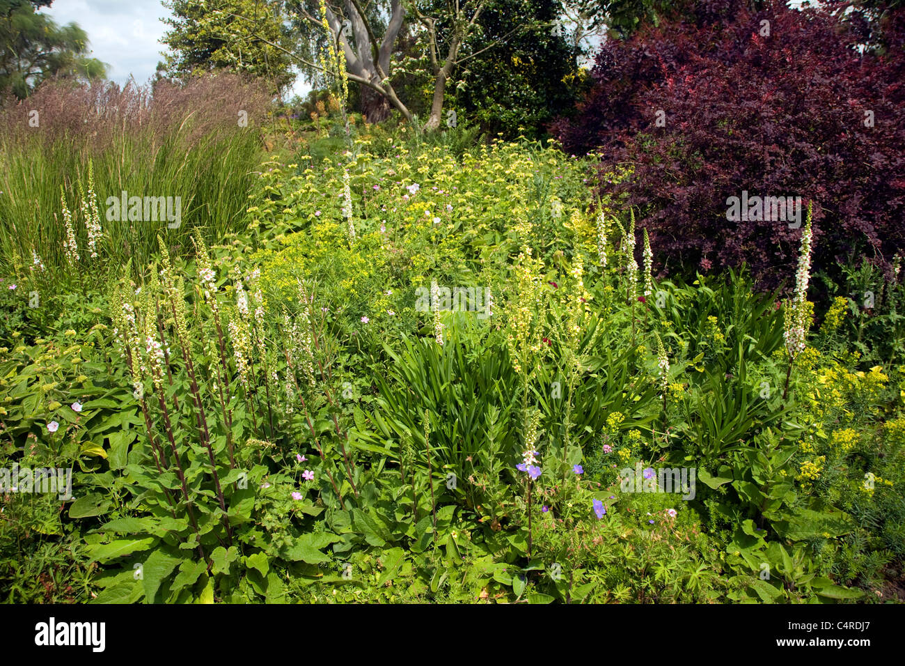 The Beth Chatto garden and nursery, Elmstead Market, Essex, England ...