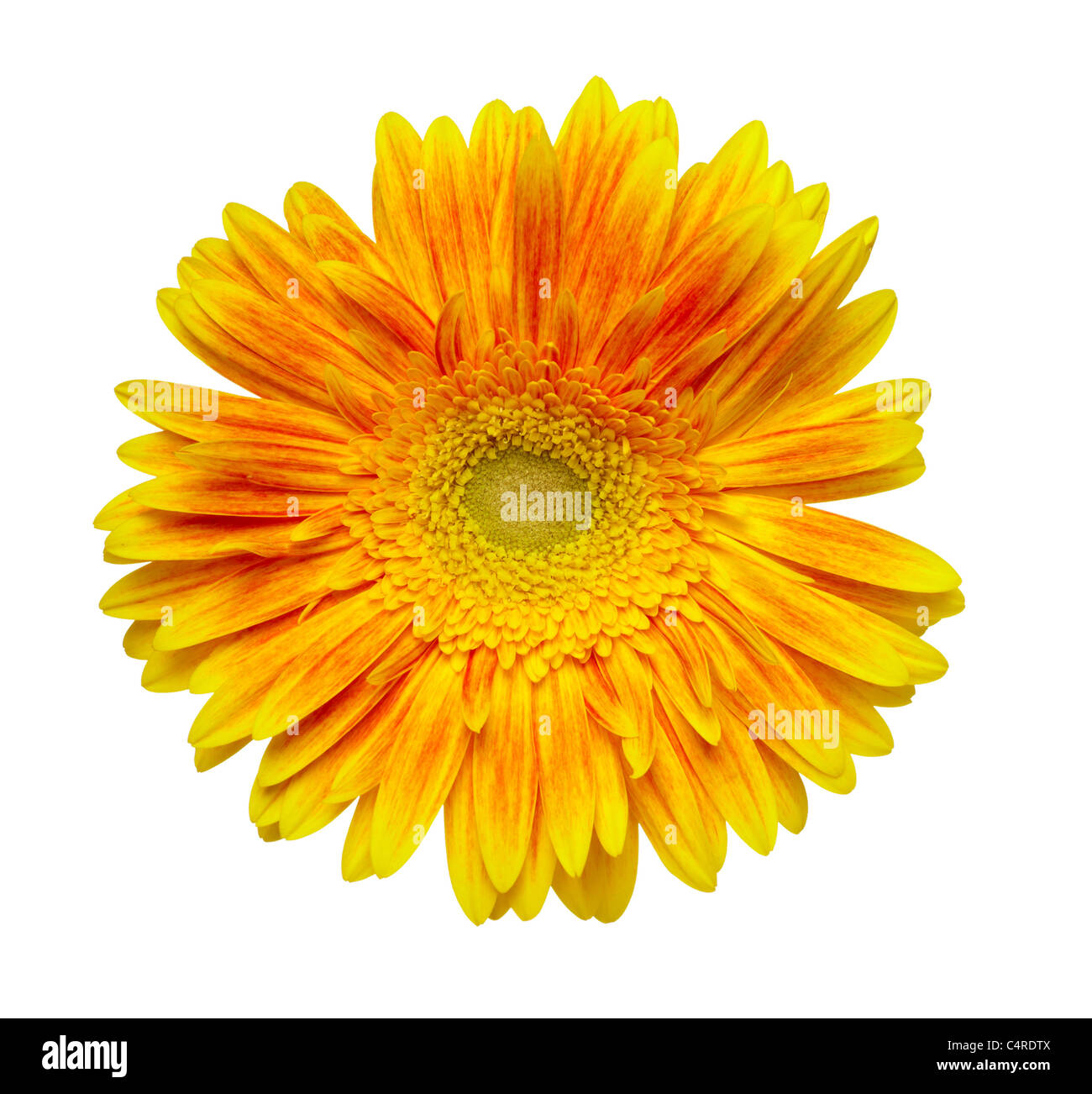 gerber flower in pot Stock Photo - Alamy