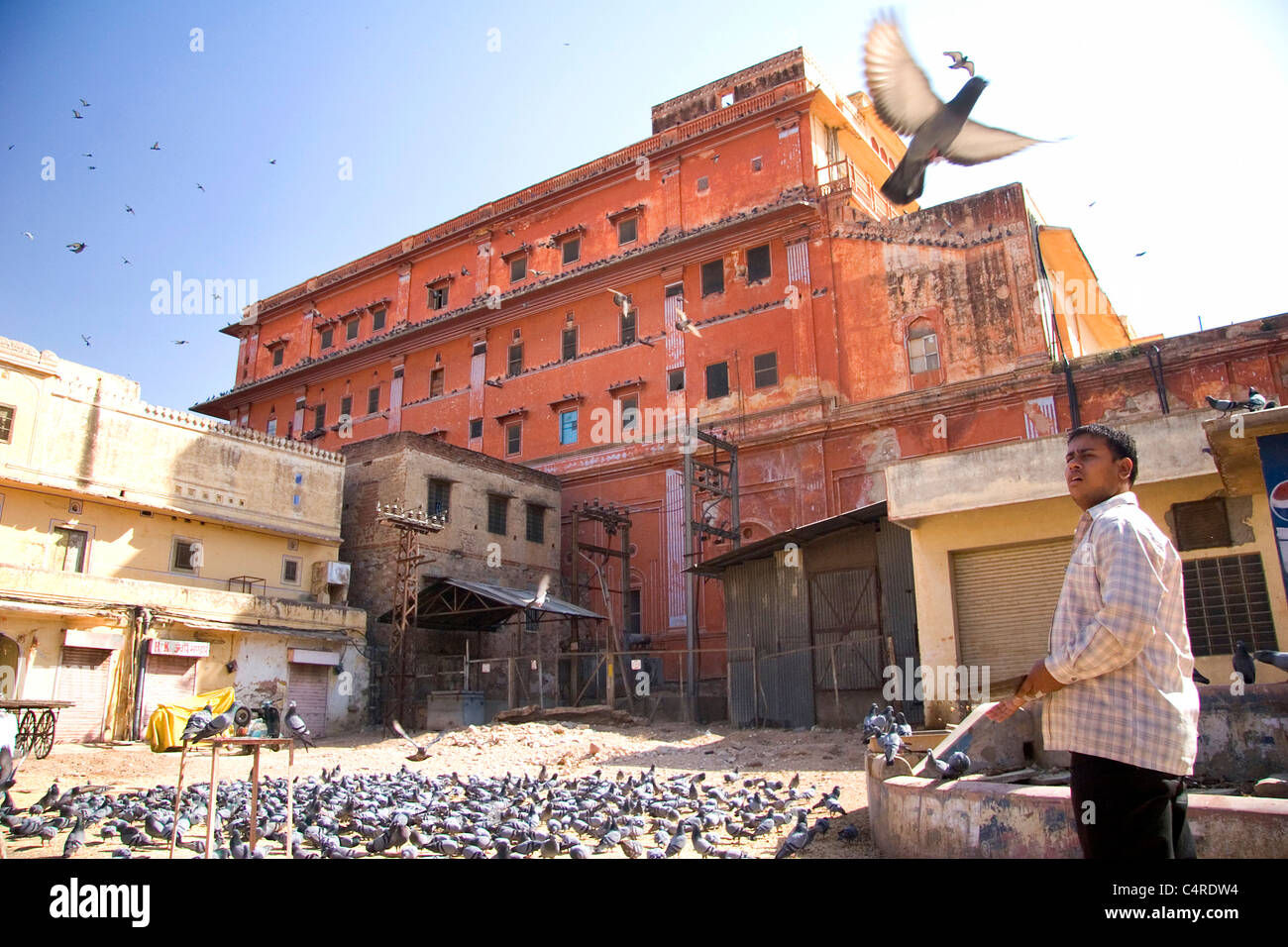 Large gathering of urban birds; Jaipur, India Stock Photo - Alamy