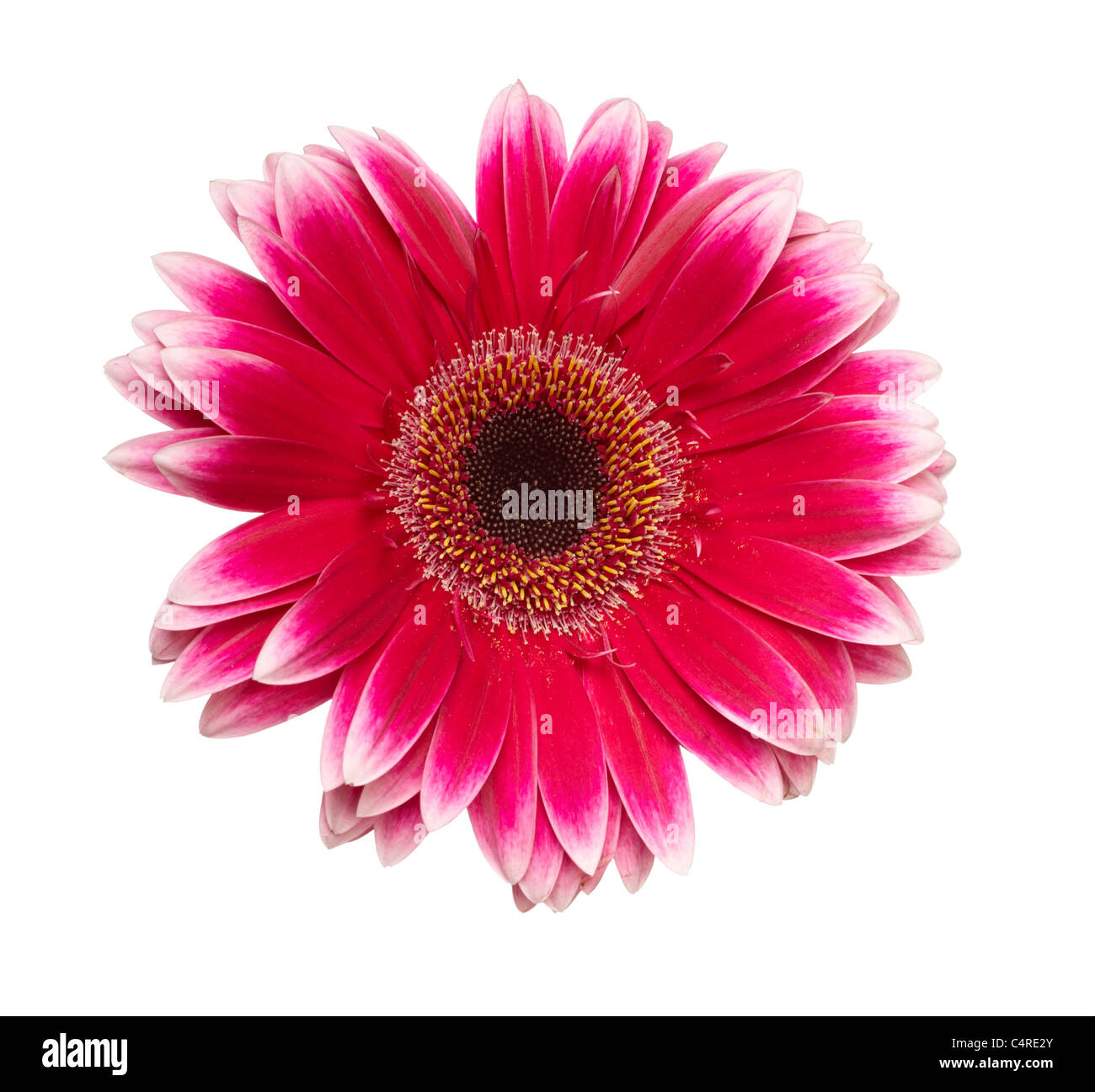 gerber flower in pot Stock Photo - Alamy
