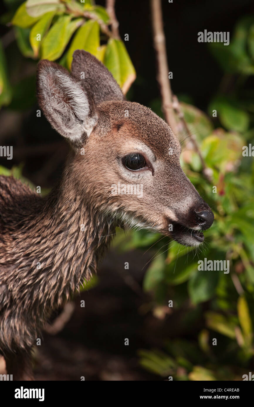 Key Deer Florida Animal US USA endangered Key Stock Photo - Alamy
