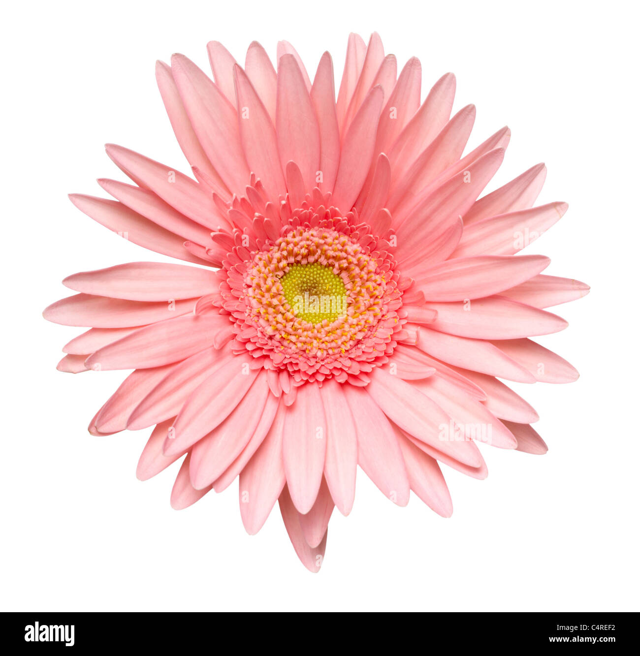 gerber flower in pot Stock Photo - Alamy