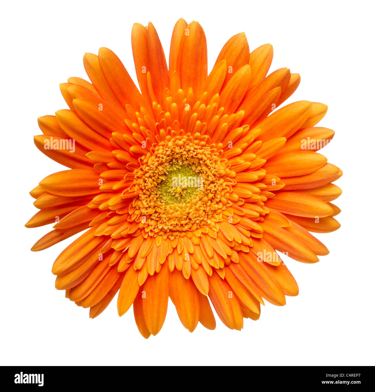 gerber flower in pot Stock Photo - Alamy