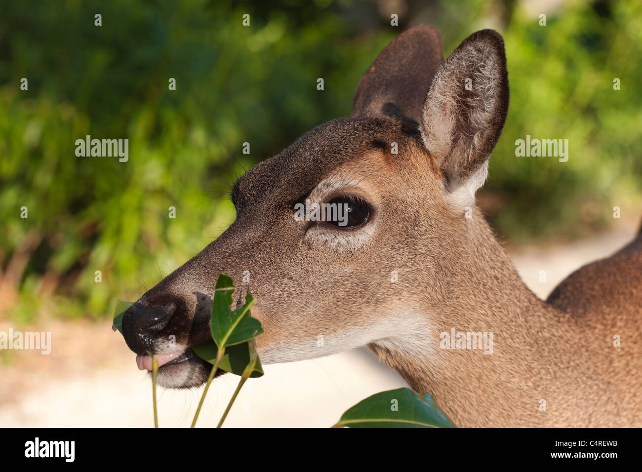 Key Deer Florida Animal US USA endangered Key Stock Photo - Alamy