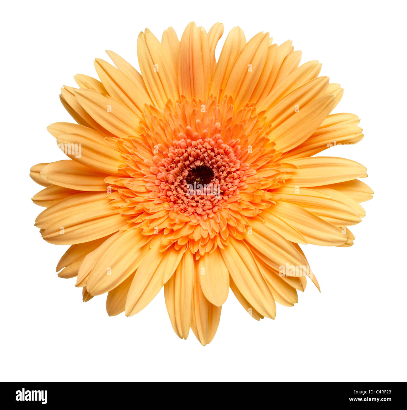 gerber flower in pot Stock Photo - Alamy