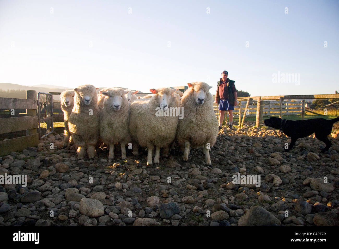 New zealand sheep herder hi-res stock photography and images - Alamy