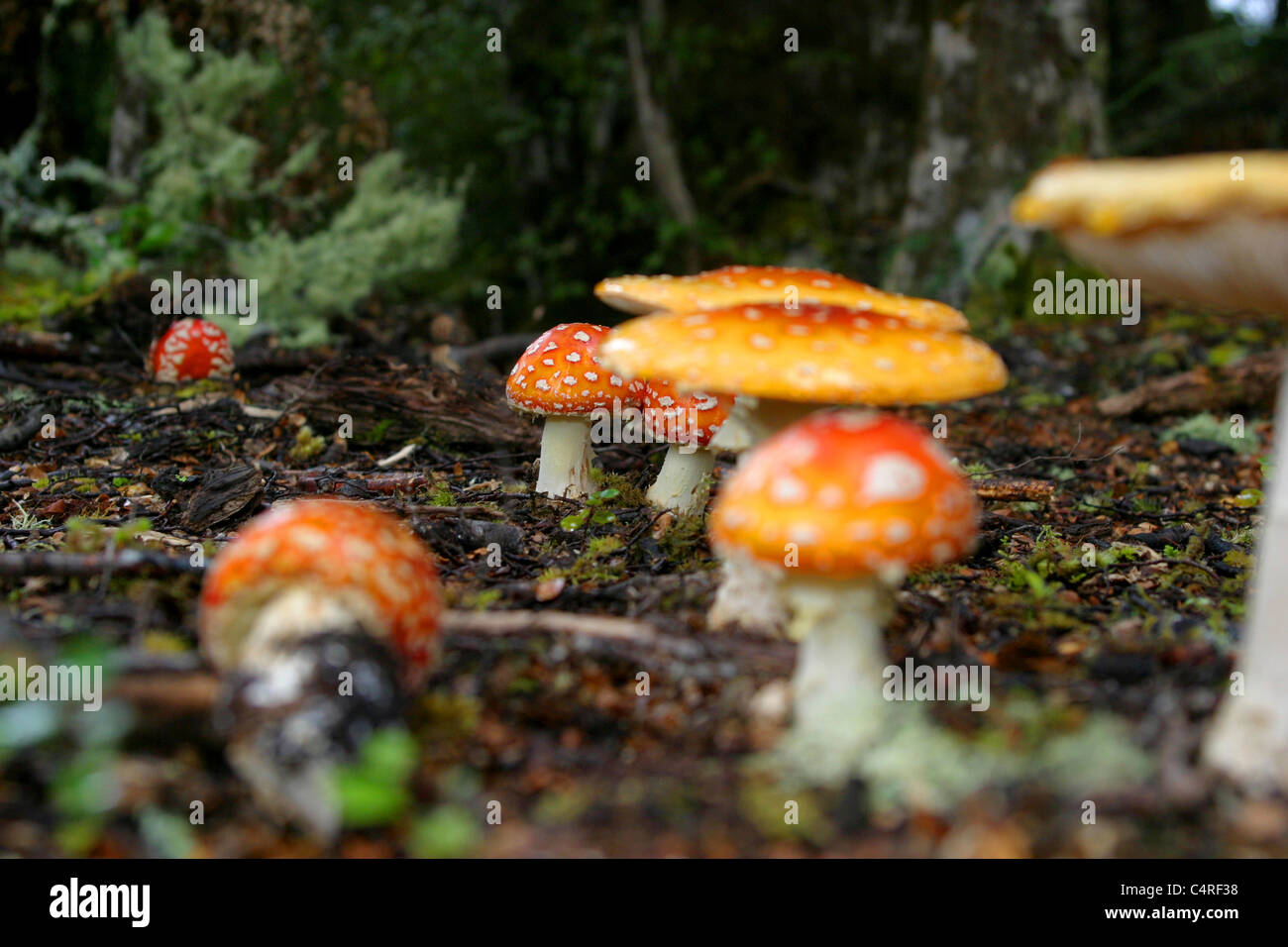 Close-up of toadstools, Lake Te Anau, Milford Sound, New Zealand Stock ...