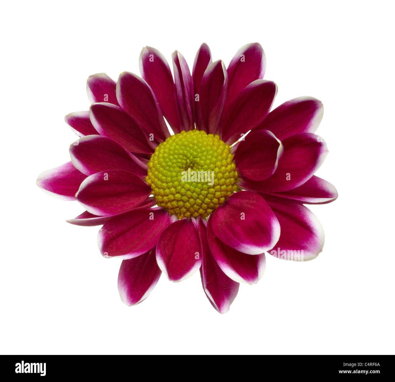 gerber flower in pot Stock Photo - Alamy