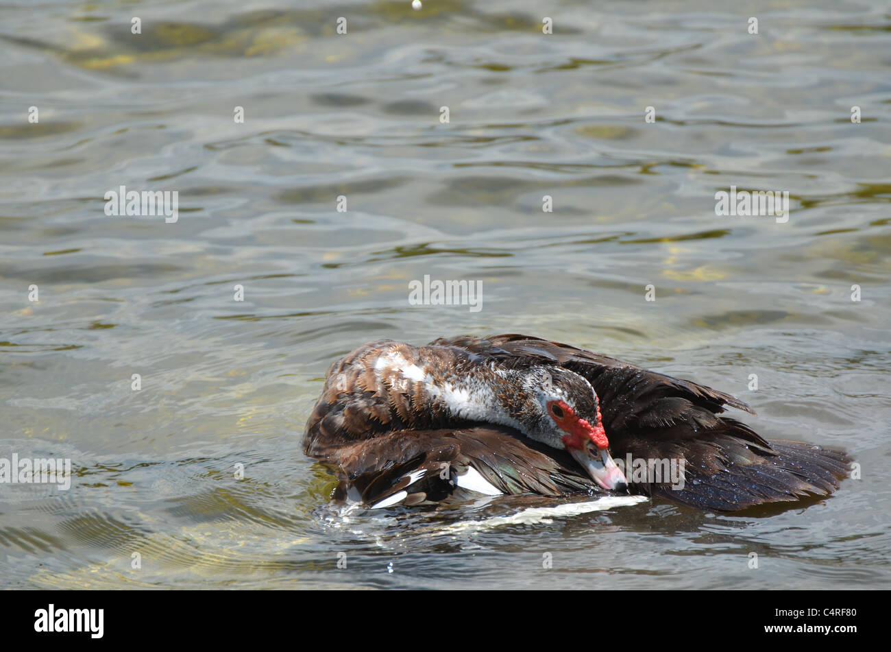 Ugly duck hi-res stock photography and images - Alamy