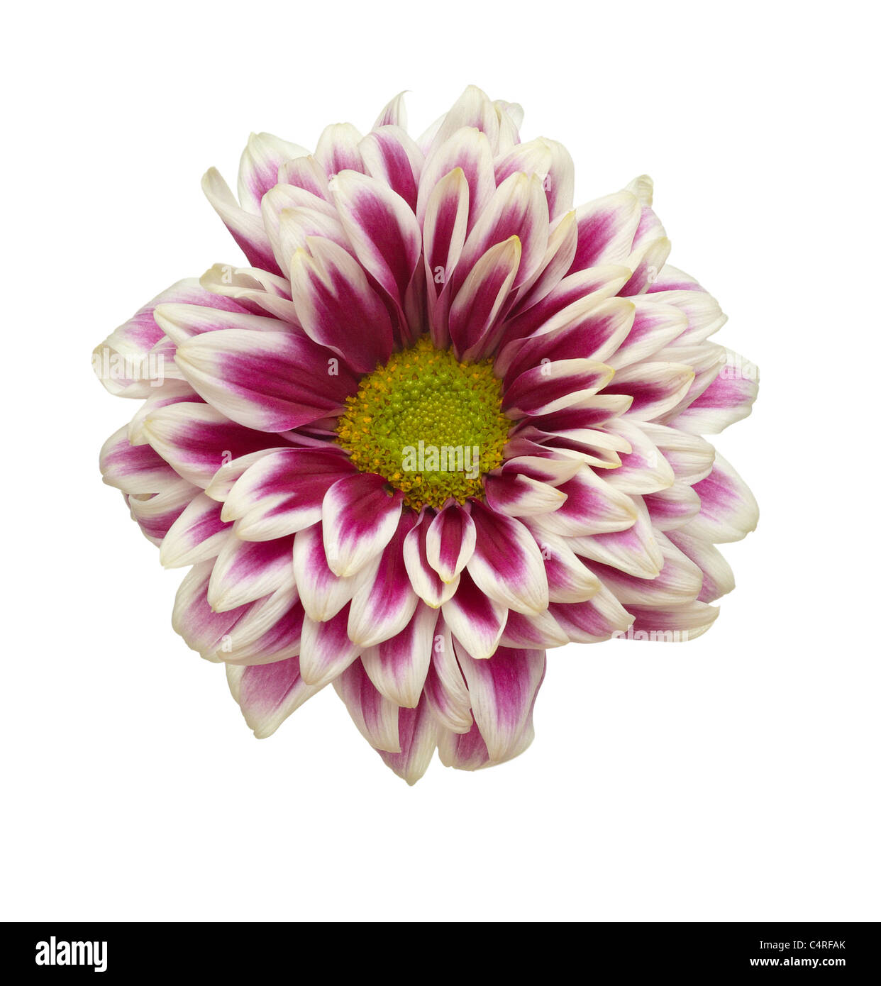 gerber flower in pot Stock Photo - Alamy